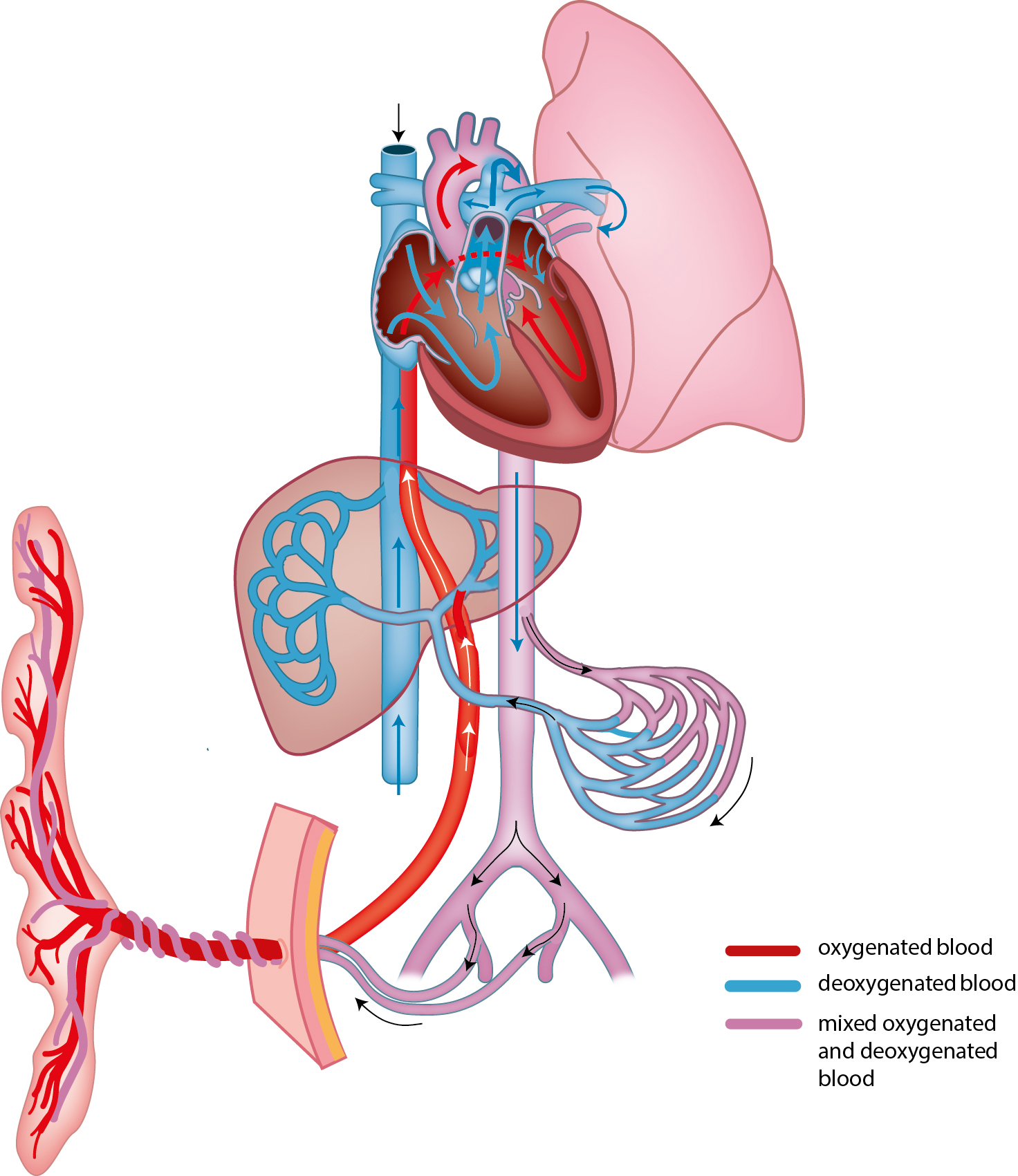 Slagter - Drawing Fetal circulation - no labels | AnatomyTOOL Slagter - Drawing Fetal circulation - no labels | AnatomyTOOL